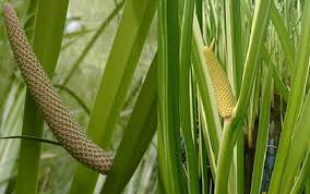 Obat demam berdarah alami dari rimpang jeringau