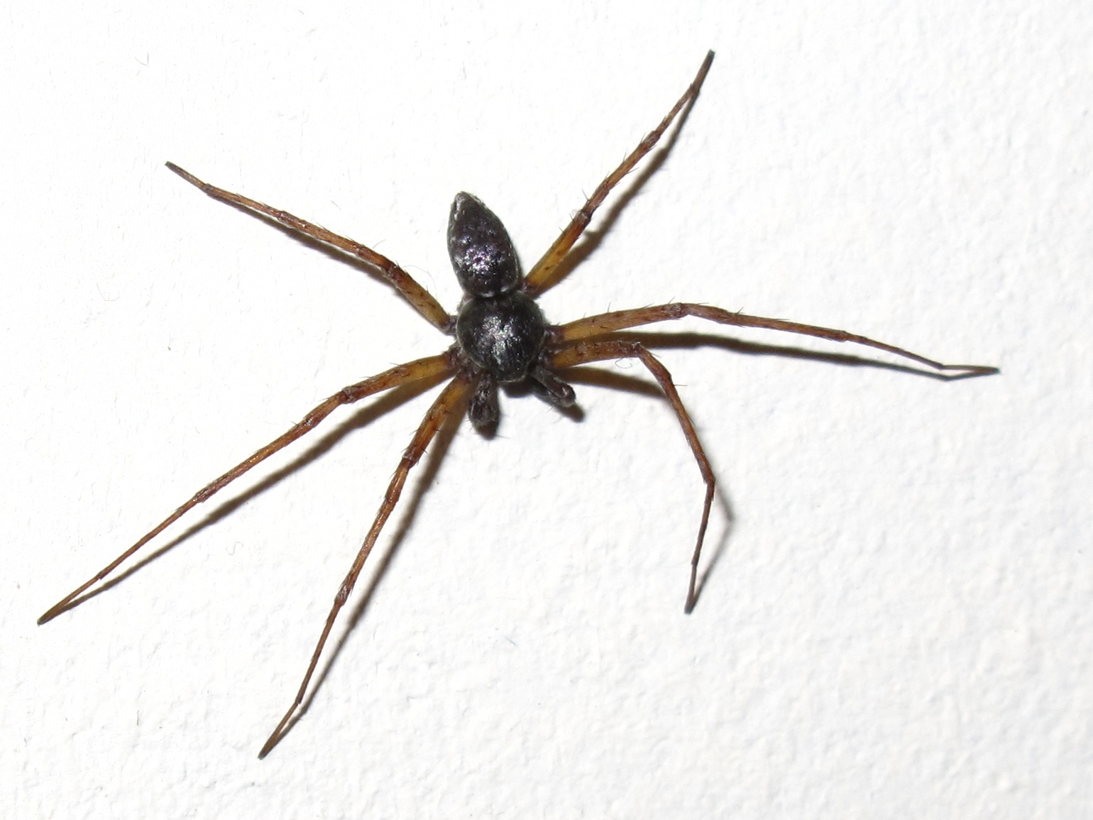 BugBlog: Philodromidae: running crab spiders