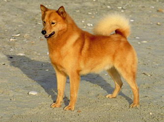 Finnish Spitz Dog | Information Facts & Pictures | All Wildlife Photographs