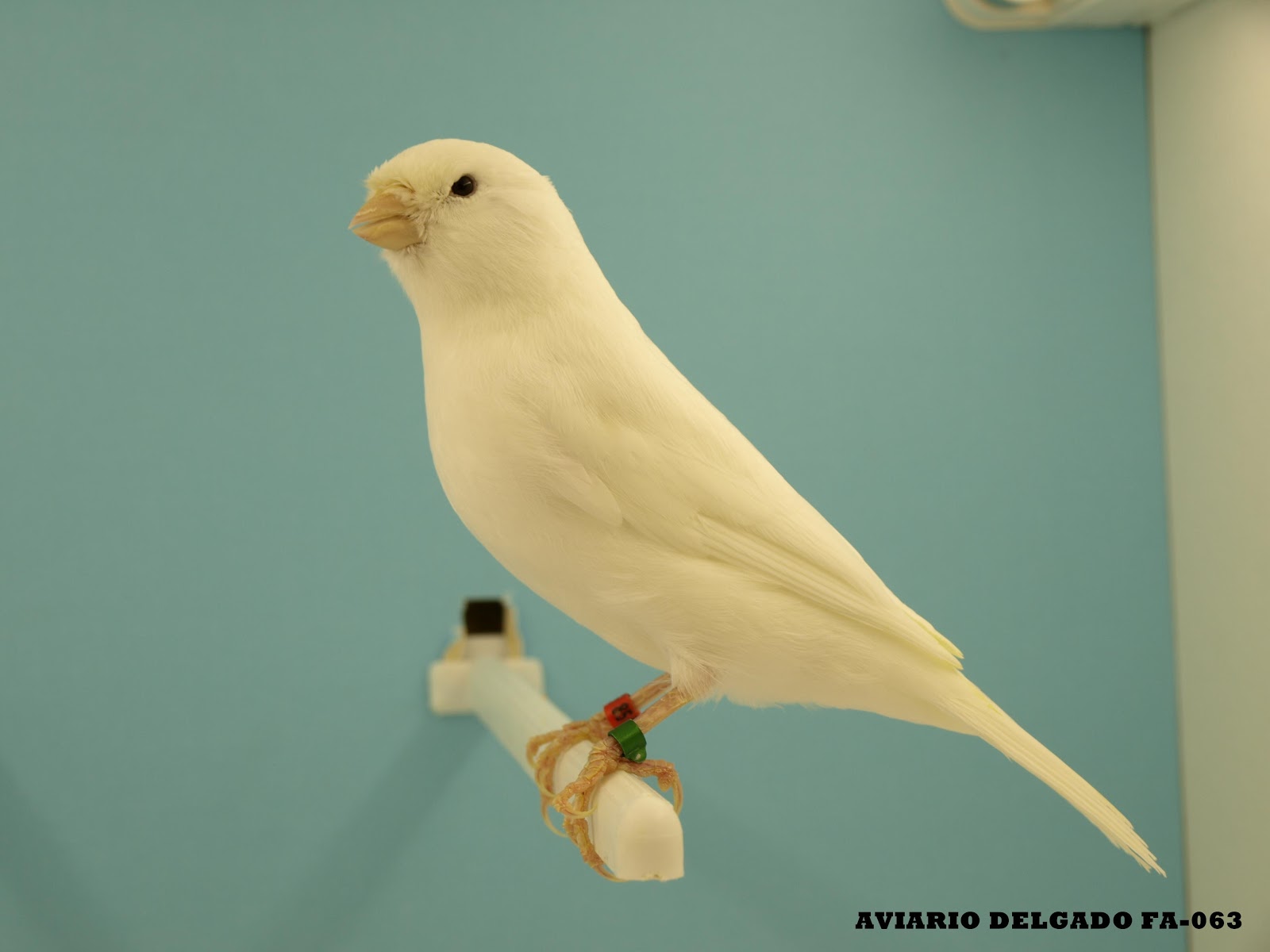 CANARIOS BLANCOS