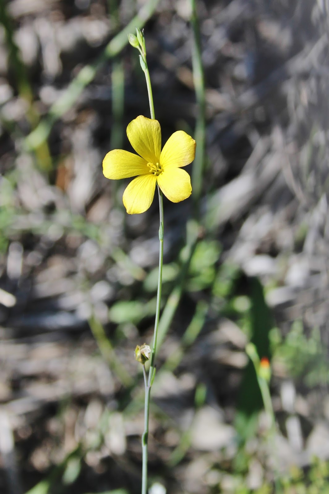 Biodiversity of Cyprus by NGO Protection of the Natural Heritage and ...