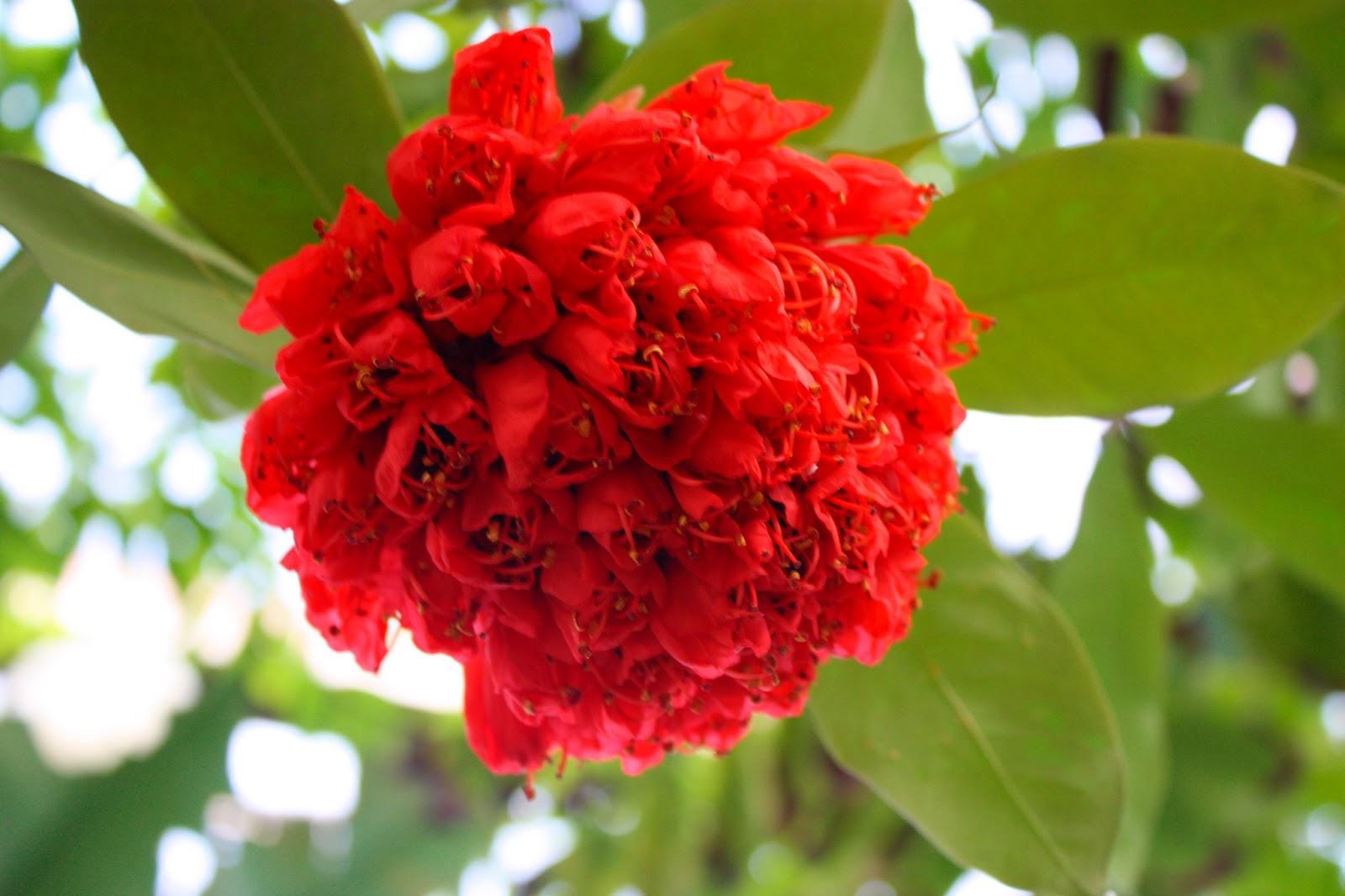 Koopman's Botanica: Brownea – Roos van Venezuela