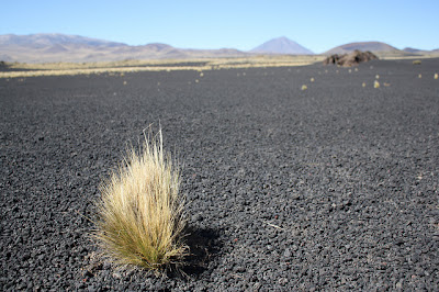 Disfrutá la Tierra!: Payunia, el desierto negro, Mendoza.