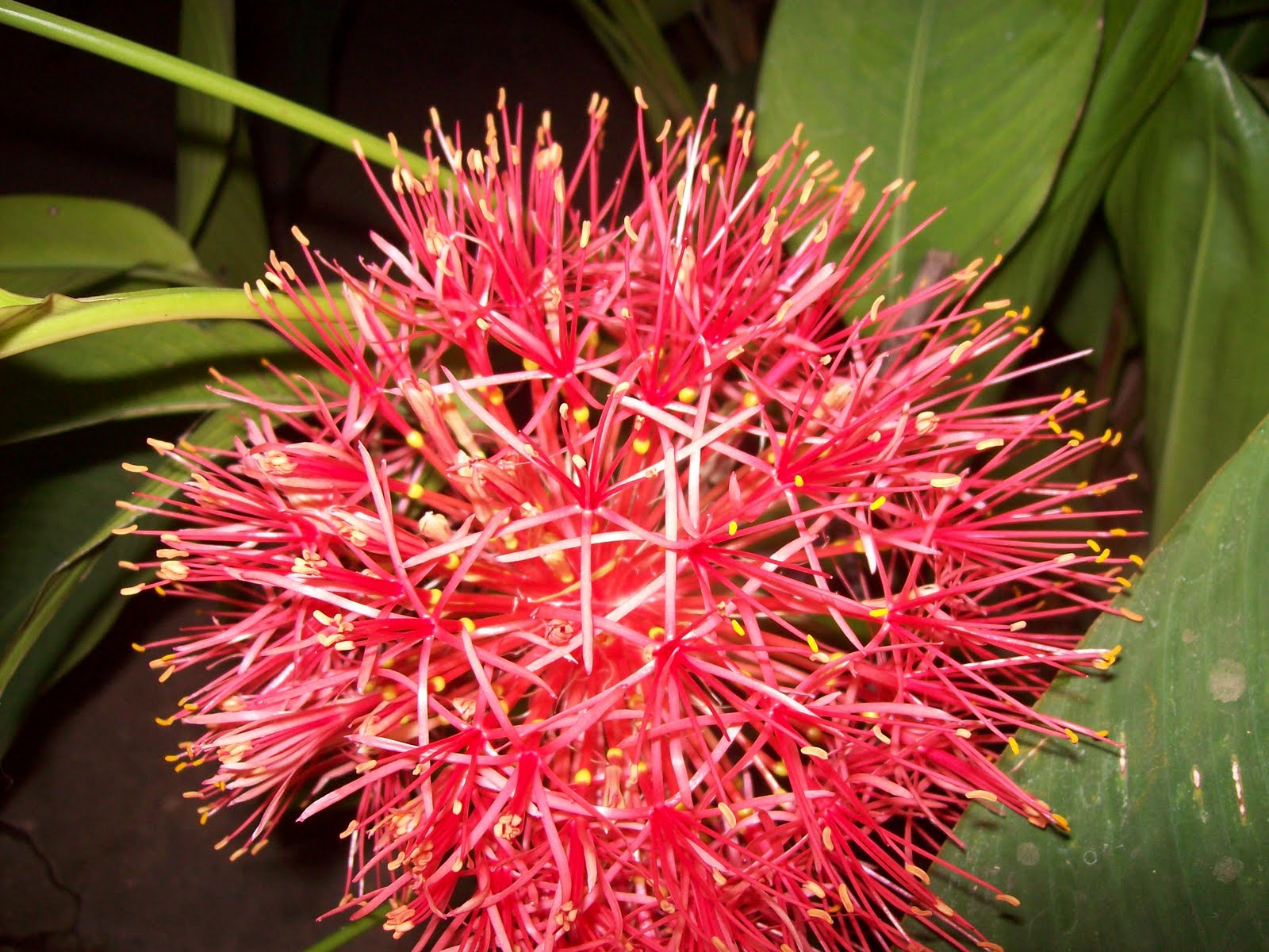 gardentropics: Today's Flowers- Tropical Lilies