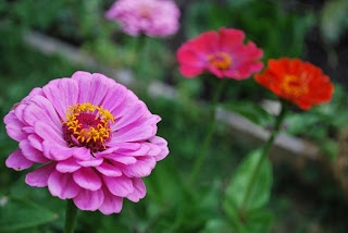 NATURAL JUSTICE: EMRIP Session on the Right to Participate in Decision ...