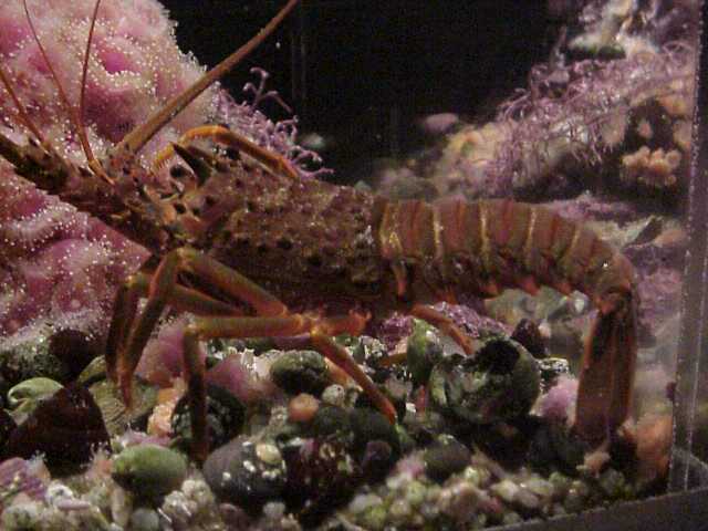 Lobster | The Life of Animals