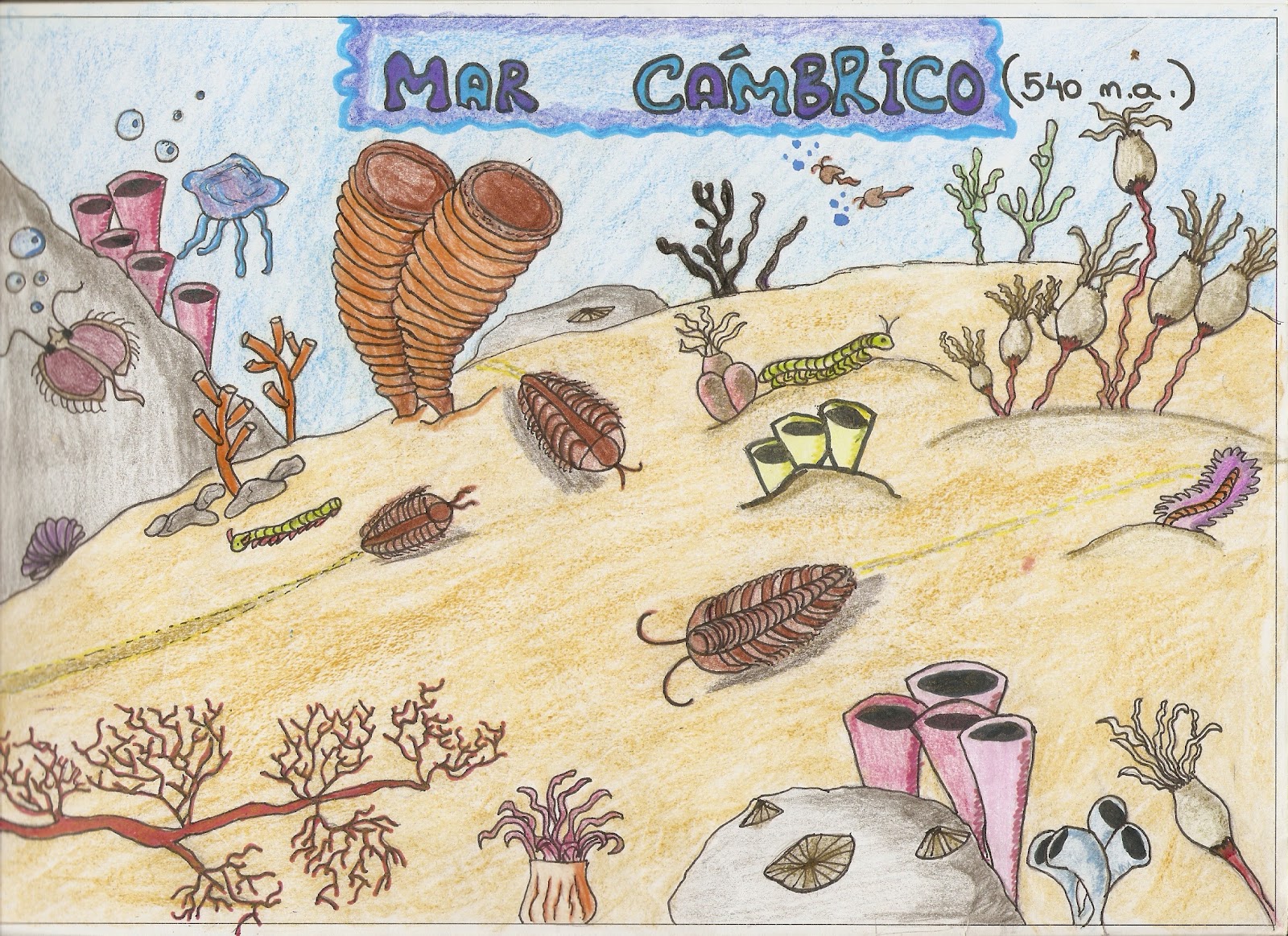 MIS FÓSILES: Mi dibujo del Cámbrico