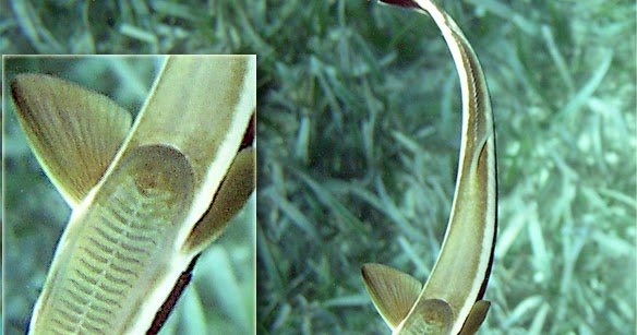 ¿Y tu qué eres, tiburón o pez rémora?