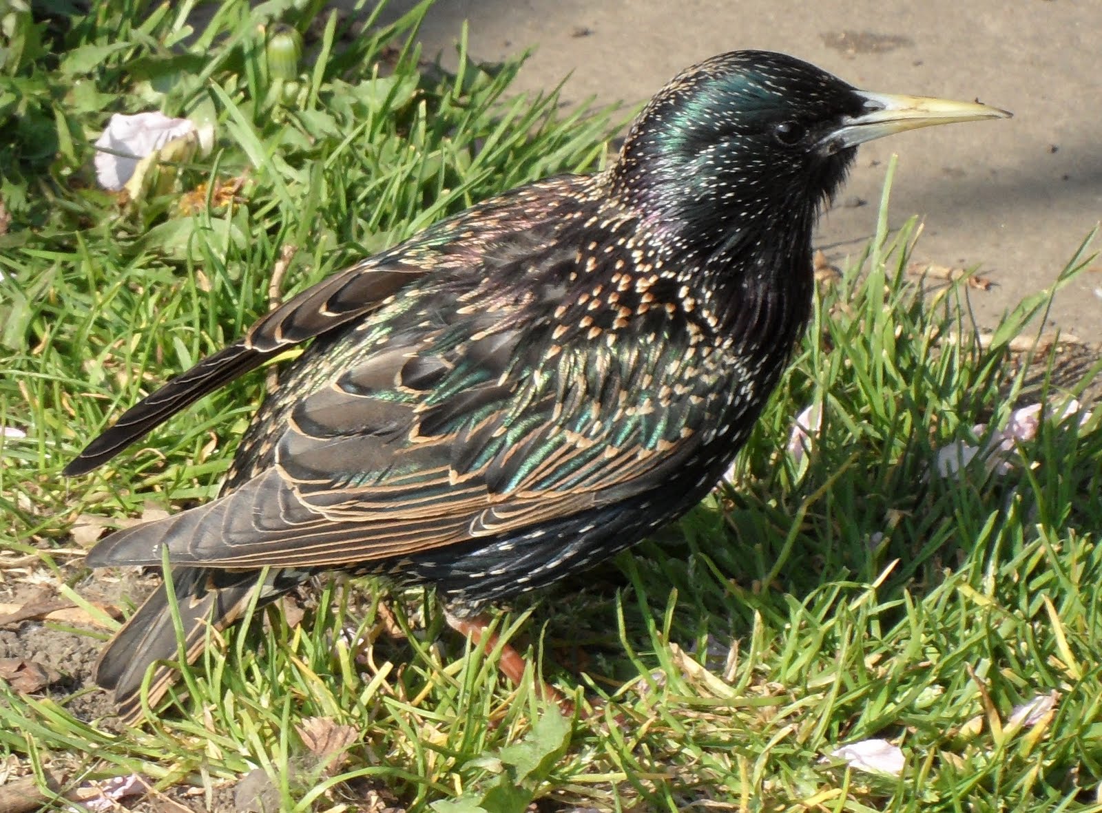 Dannysbirds: Yeadon Tarn & Rodley Nature Reserve