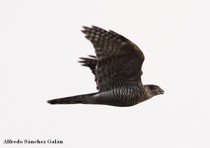 Aves de Aragón : Azor