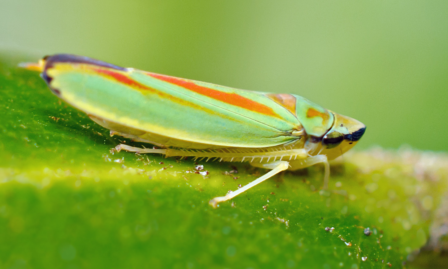 Leafhoppers | Home Decorating IdeasBathroom Interior Design