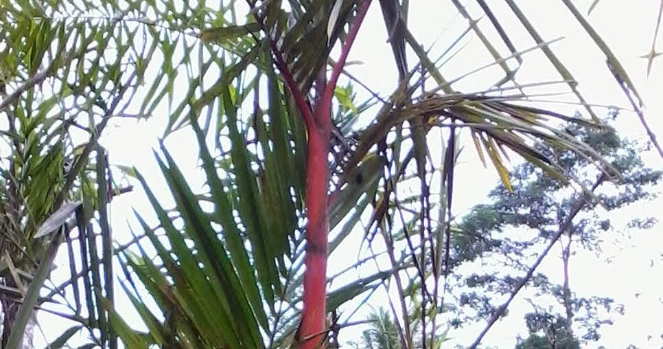 Palem Merah / Palem Pinang Merah ~ Arya Flower Landscape