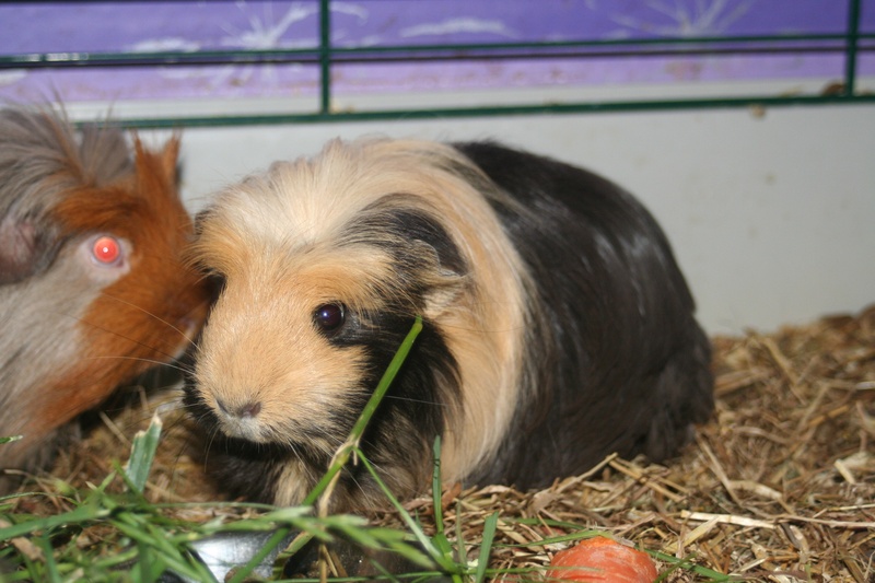 My Pet: Tikus Belanda....