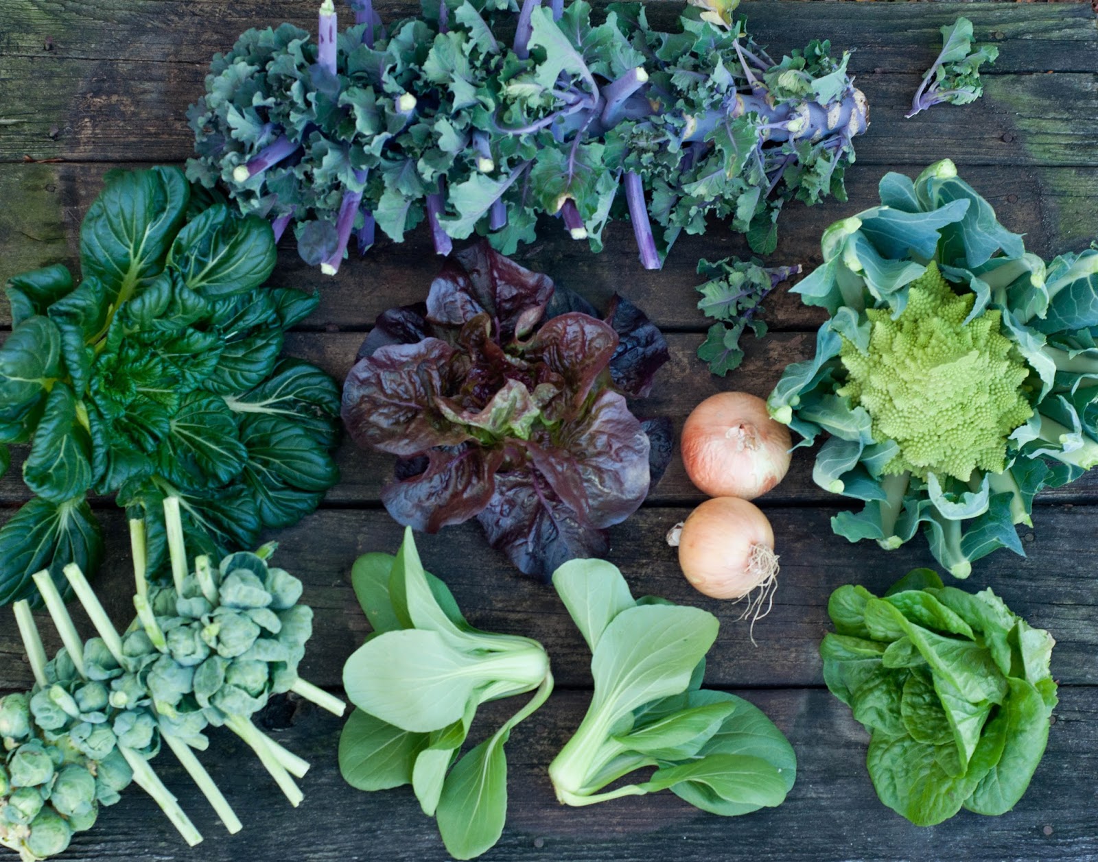 Robson's Farm: November/December Vegetable Shoot