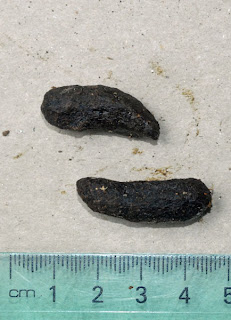 A Snail's Eye View: Marsu-poo-als