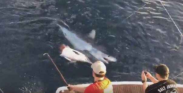 International Fishing News: VIDEO: mako shark eating a dolphin