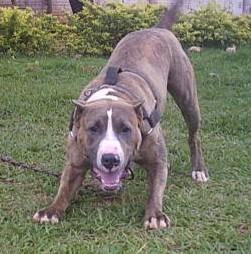 Blog Interessante: Dogue brasileiro - Brazilian dogo - Brazilian dogge