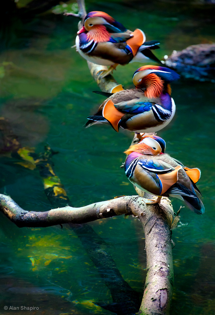Hella Heaven: Mandarin ducks by Allan Shapiro