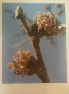 Tarot y Flores de Bach: (IX) ELM: análisis y principales características