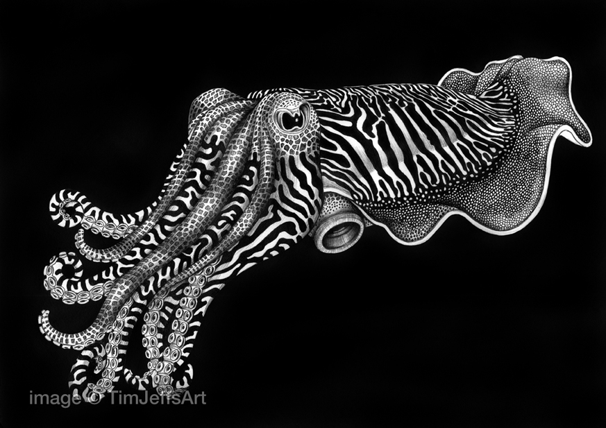 Tim Jeffs Art: Ink Drawings