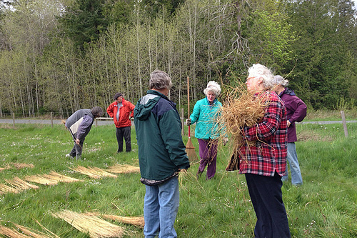 flax to linen victoria bc: Retting