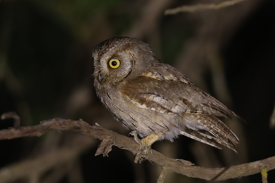 Birds of Saudi Arabia: Arabian Endemics