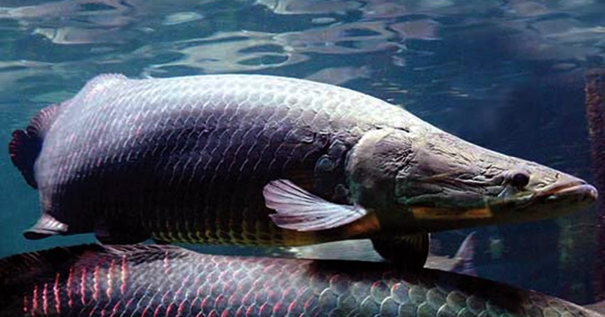 Blog do Edu Ambiental: Pirarucu