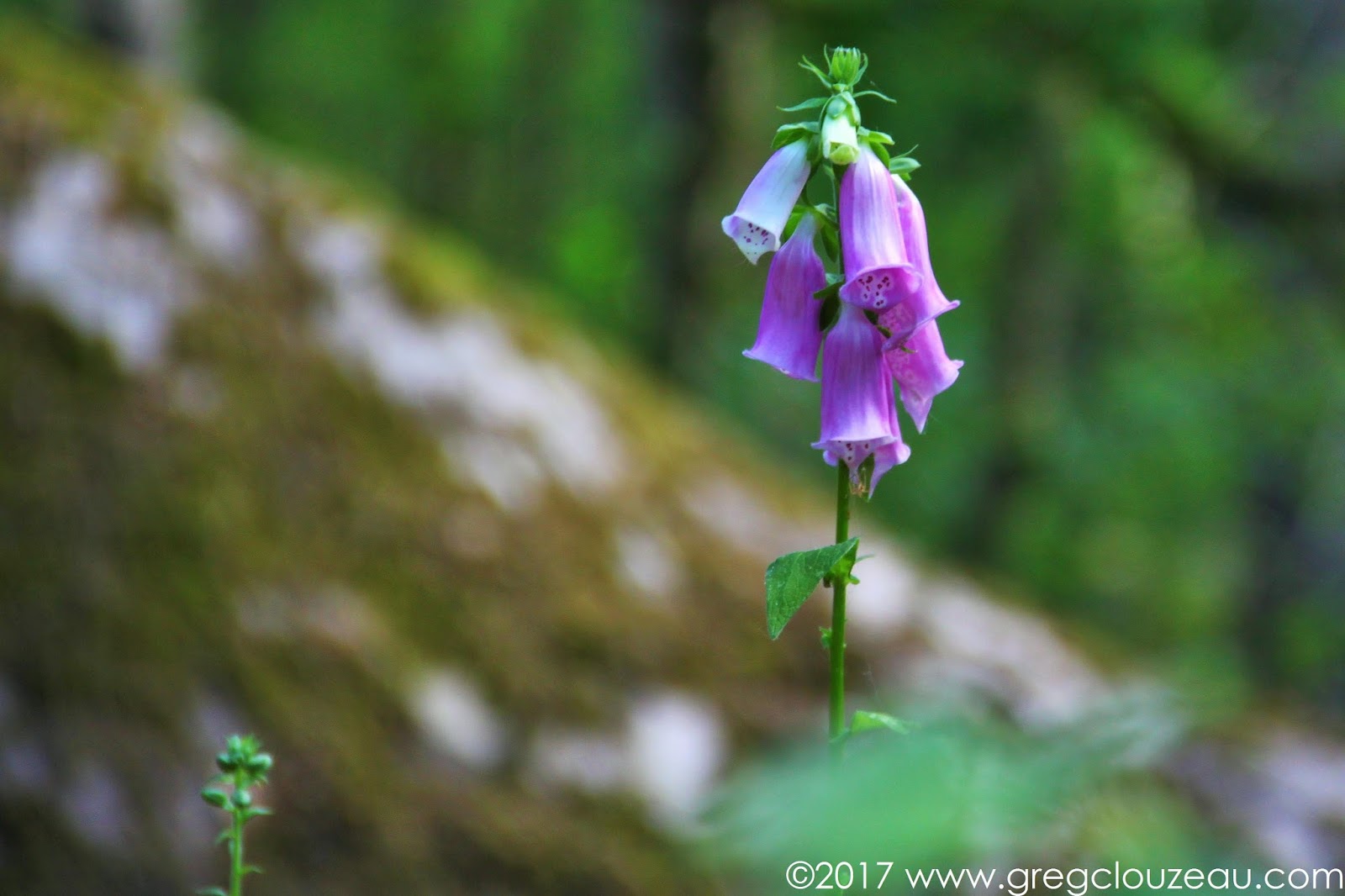 Digitales pourpres forestières. ~ FontaineBleau Passion
