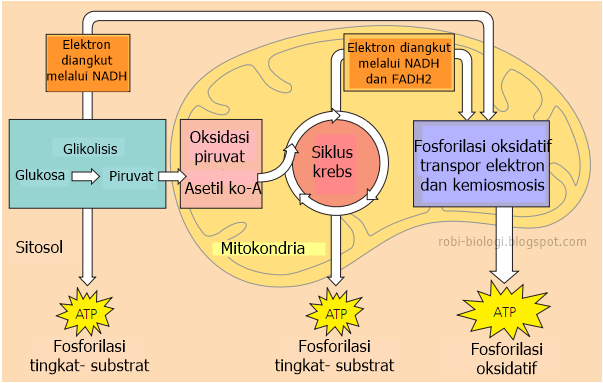 KATABOLISME - BELAJAR BIOLOGI