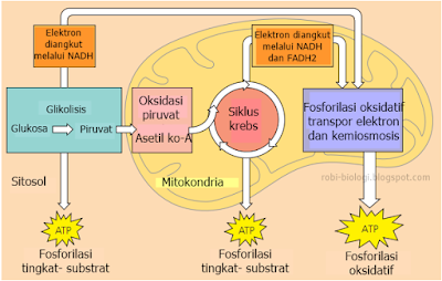 KATABOLISME - BELAJAR BIOLOGI