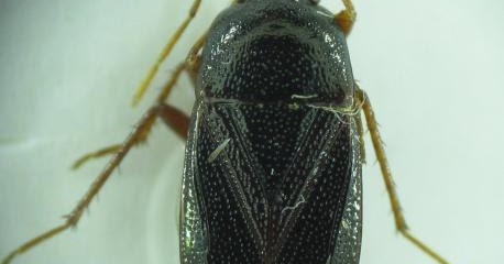 Variety of Life: Rhyparochromidae