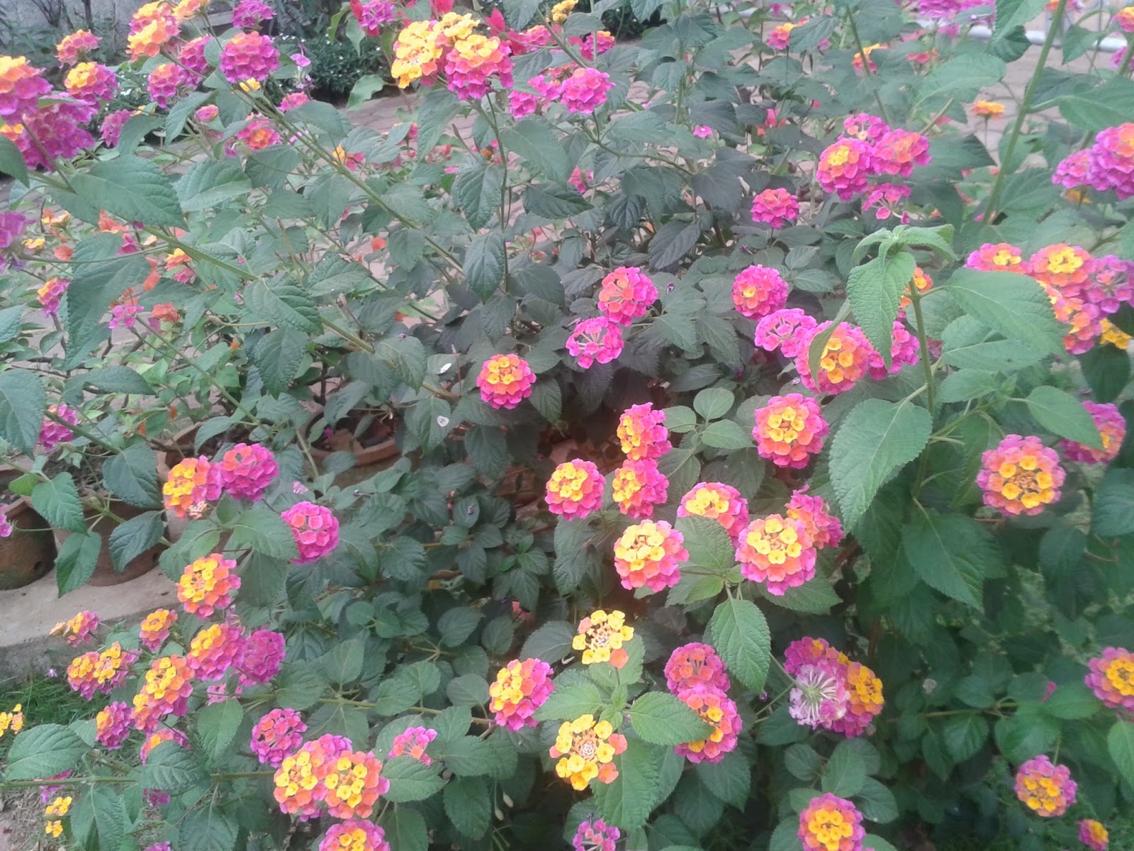 explorerkerala.com: Lantana, Kongini flower- the traditional flower of ...