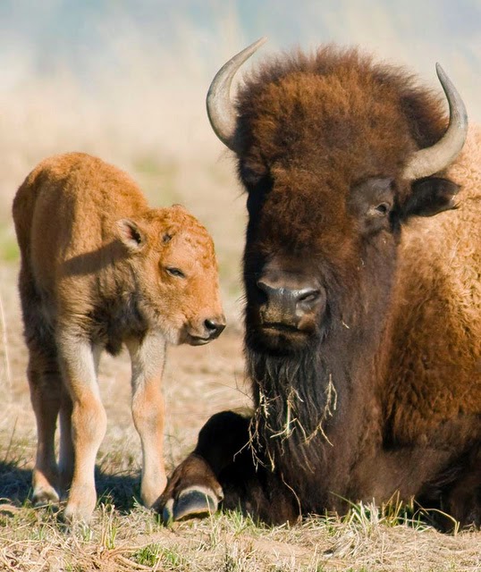 30 Gambar Menakjubkan Hewan Bison Dari Amerika - Update Area - Kumpulan ...