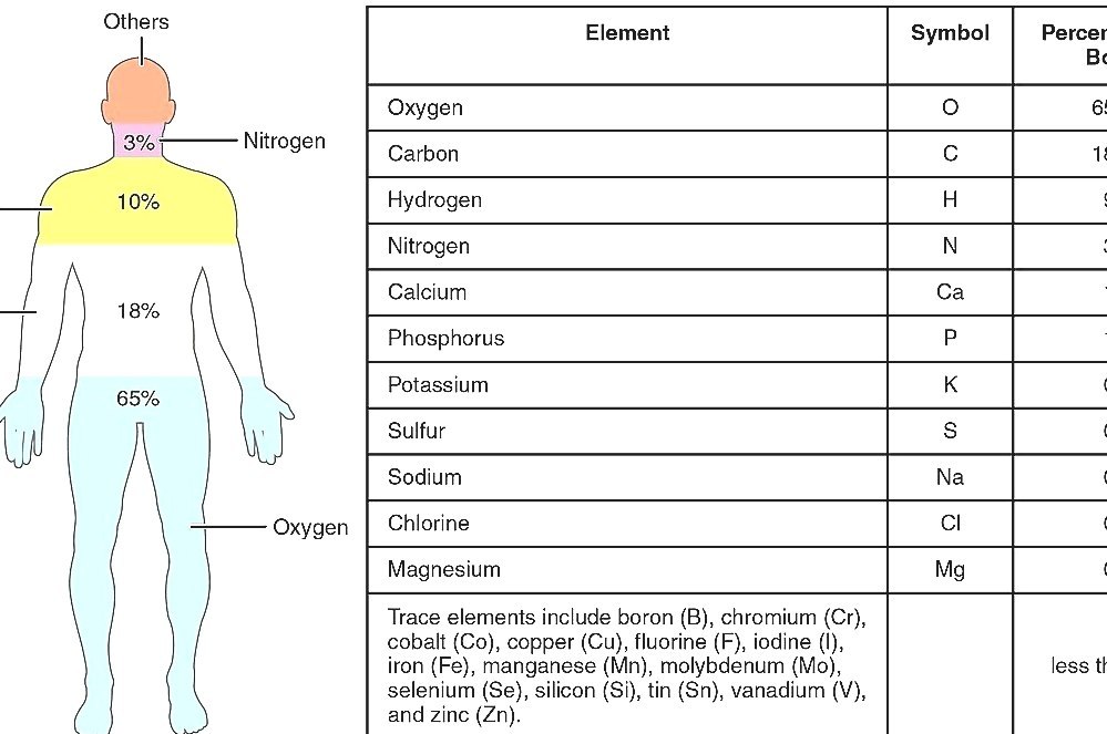 List Of Distinct Cell Types In The Adult Human Body - Human Cells
