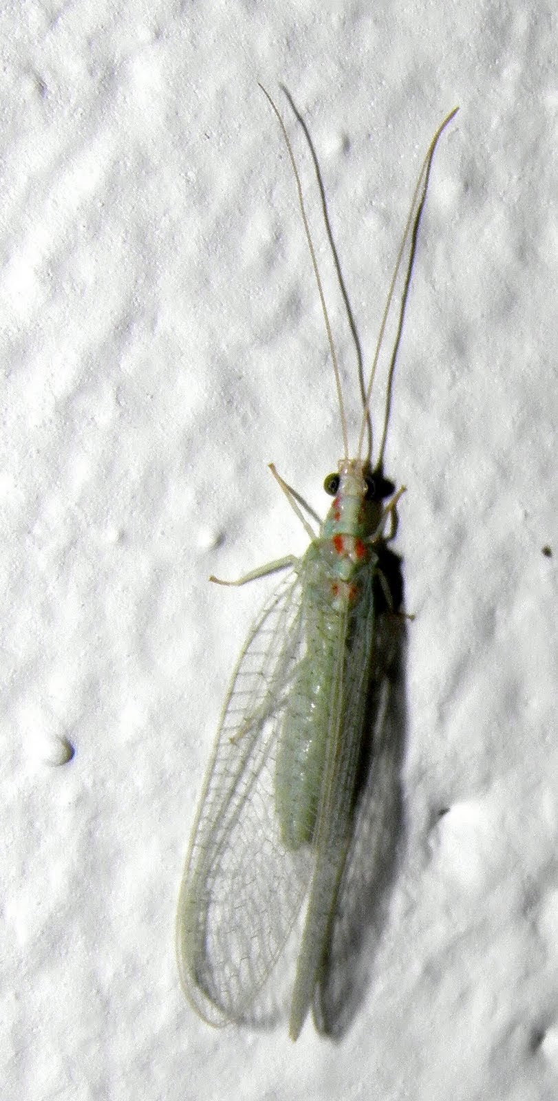 Taxonomía Arthropoda: Clase Insecta Orden Neuroptera