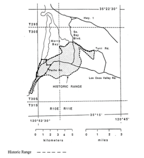 Morro Bay kangaroo rat / Nick Nelms