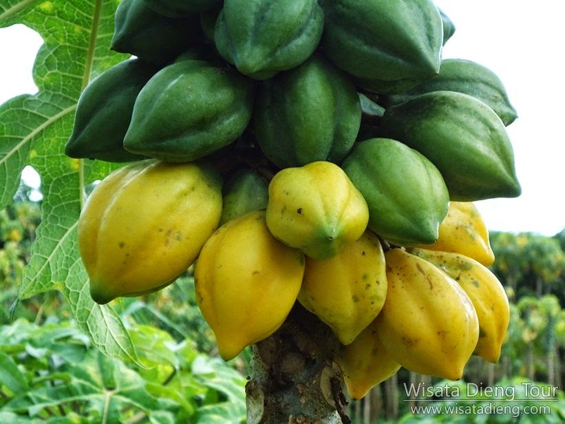 makanan khas jawa | wonosobo: Oktober 2014