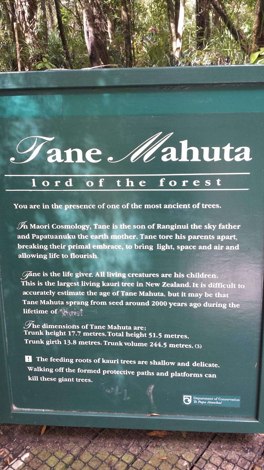 Adventure...Because It's There!: Tane Mahuta and the Kauri trees