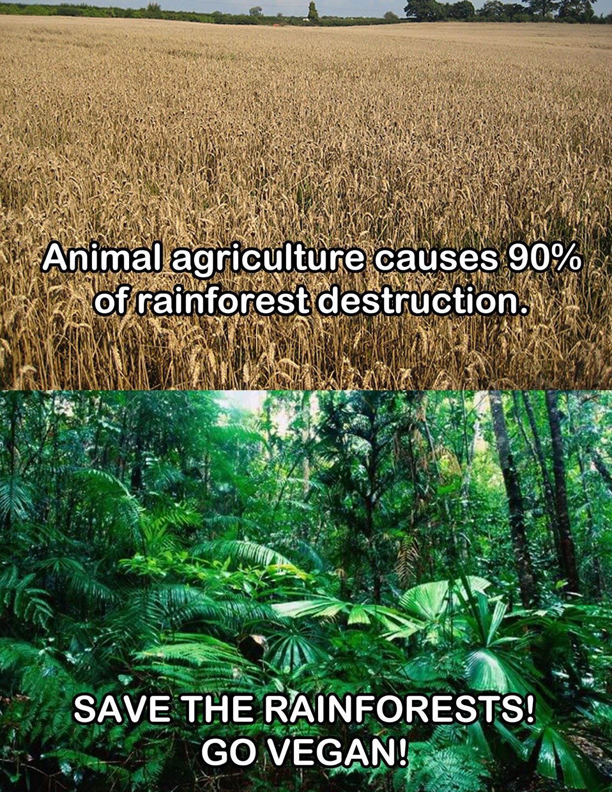 Joy of Vegan: ENVIRONMENTAL MEMES TO SHARE