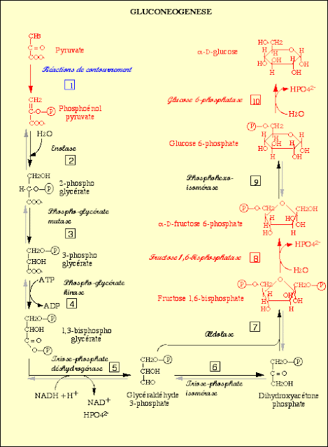 La néoglucogenese ~ COURS de la pharmacie