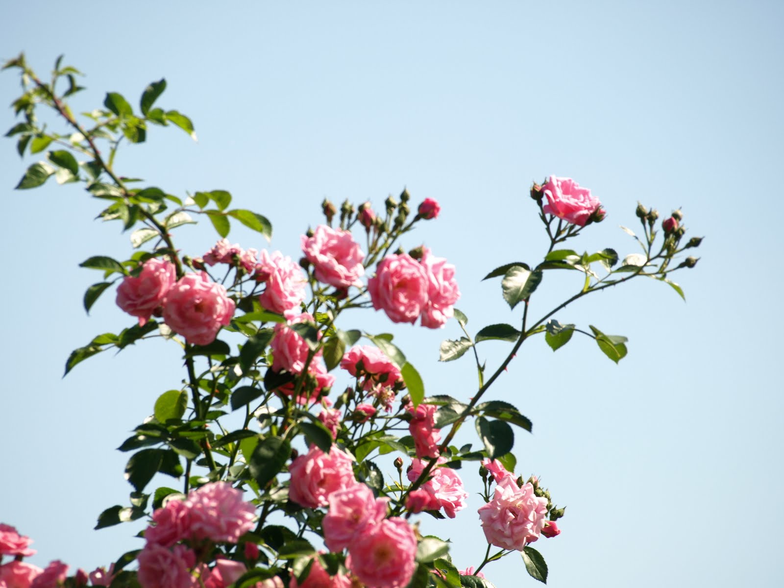 The last days of spring - Last Days of Spring