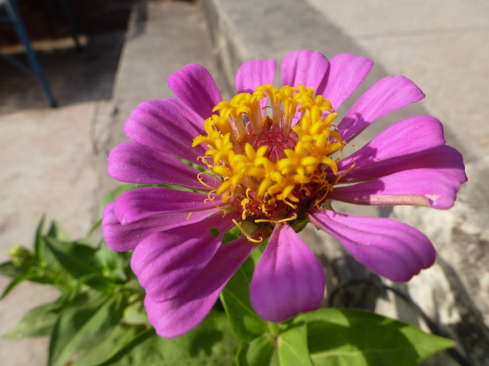 Balcony Jungle Lahore: Joshanda and the importance of medicinal plants