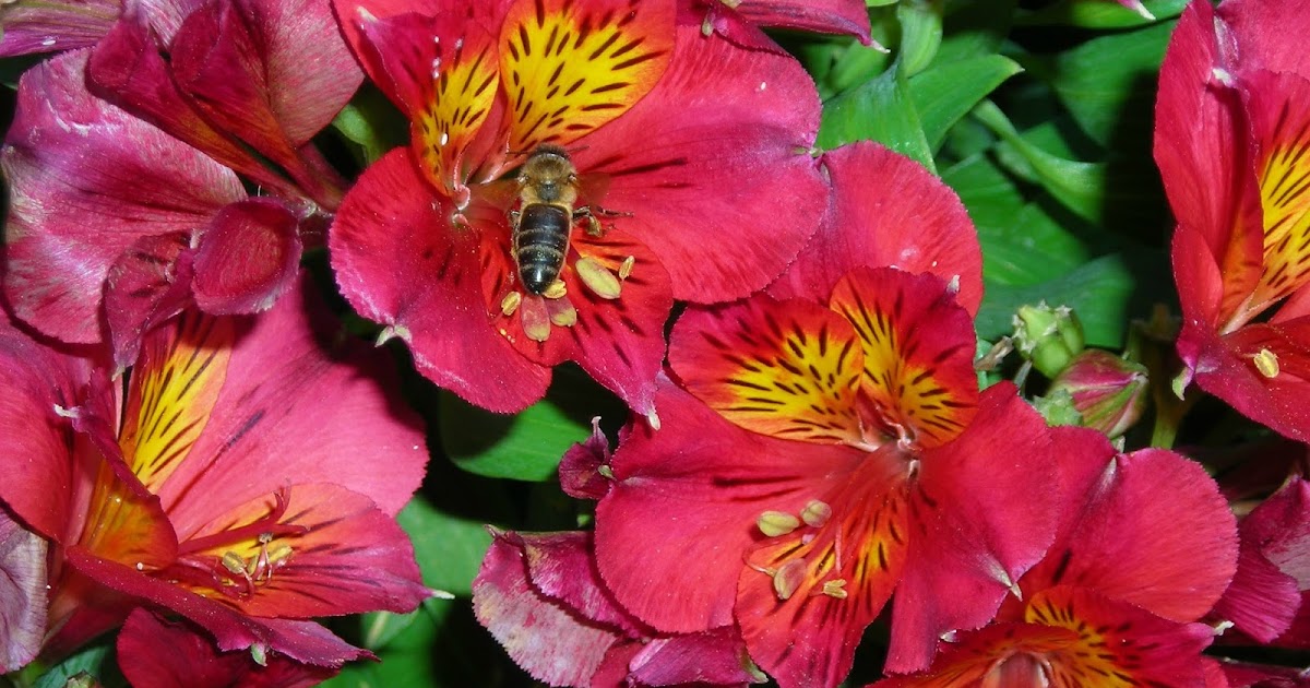 Alstroemeria (Lirio del Perú, Lirio de los Incas)