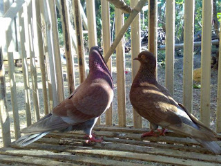 wallpaper merpati balap - Pompa Air