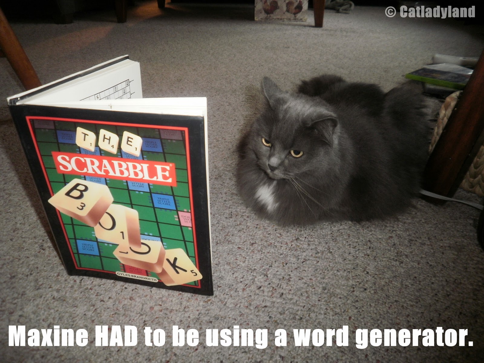 Catladyland: Cats are Funny: Triple Word Fail