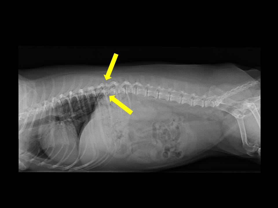 Noelle the Dachshund: X-rays