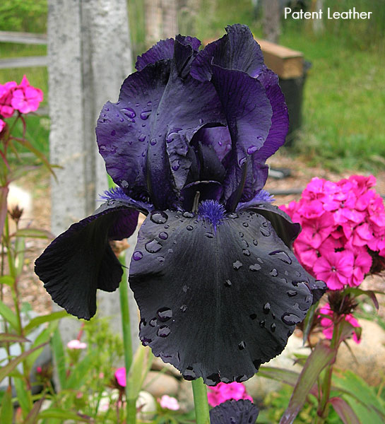 World of Irises: The Dark Delights of Black Irises