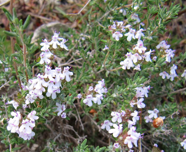 Club Montañero Ocho Miles Suabia: Tomillo
