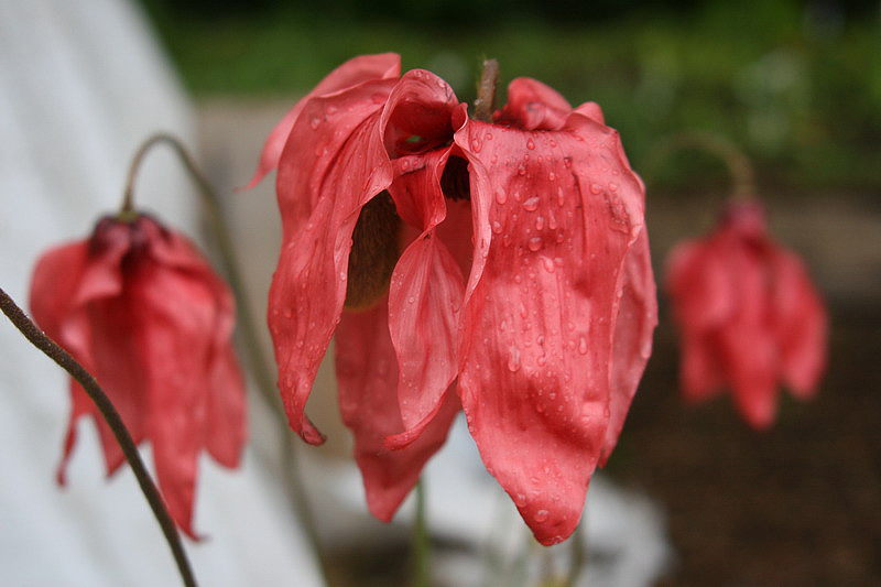 Meconopsis World - A Visual Reference: Red / Mauve Drooping Flowers