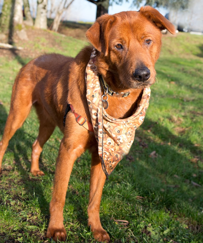 Shelter Dogs of Portland: "KATO" the very best :) a sensitive lovable ...